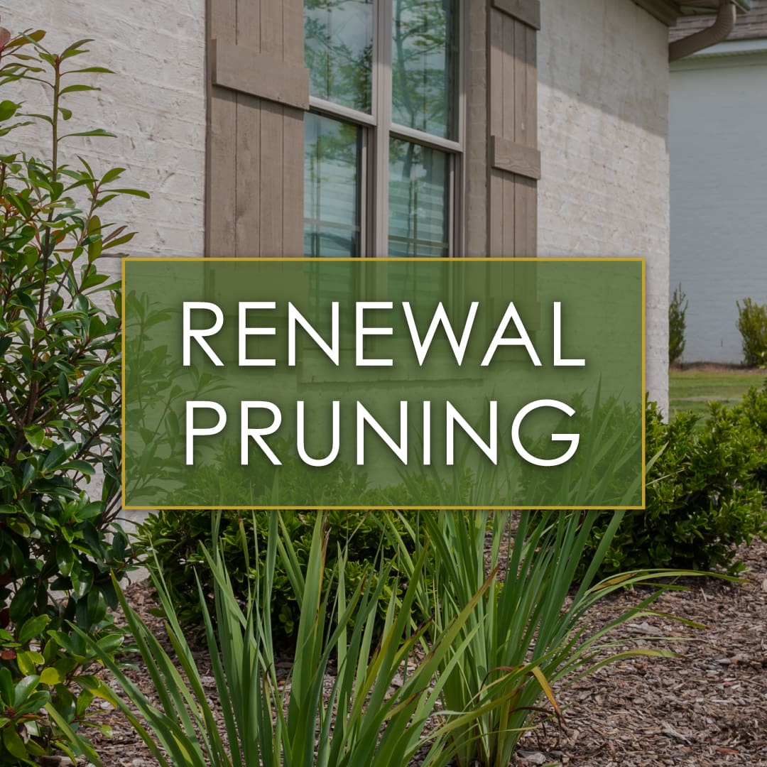 Renewal Pruning - R&R Landscaping