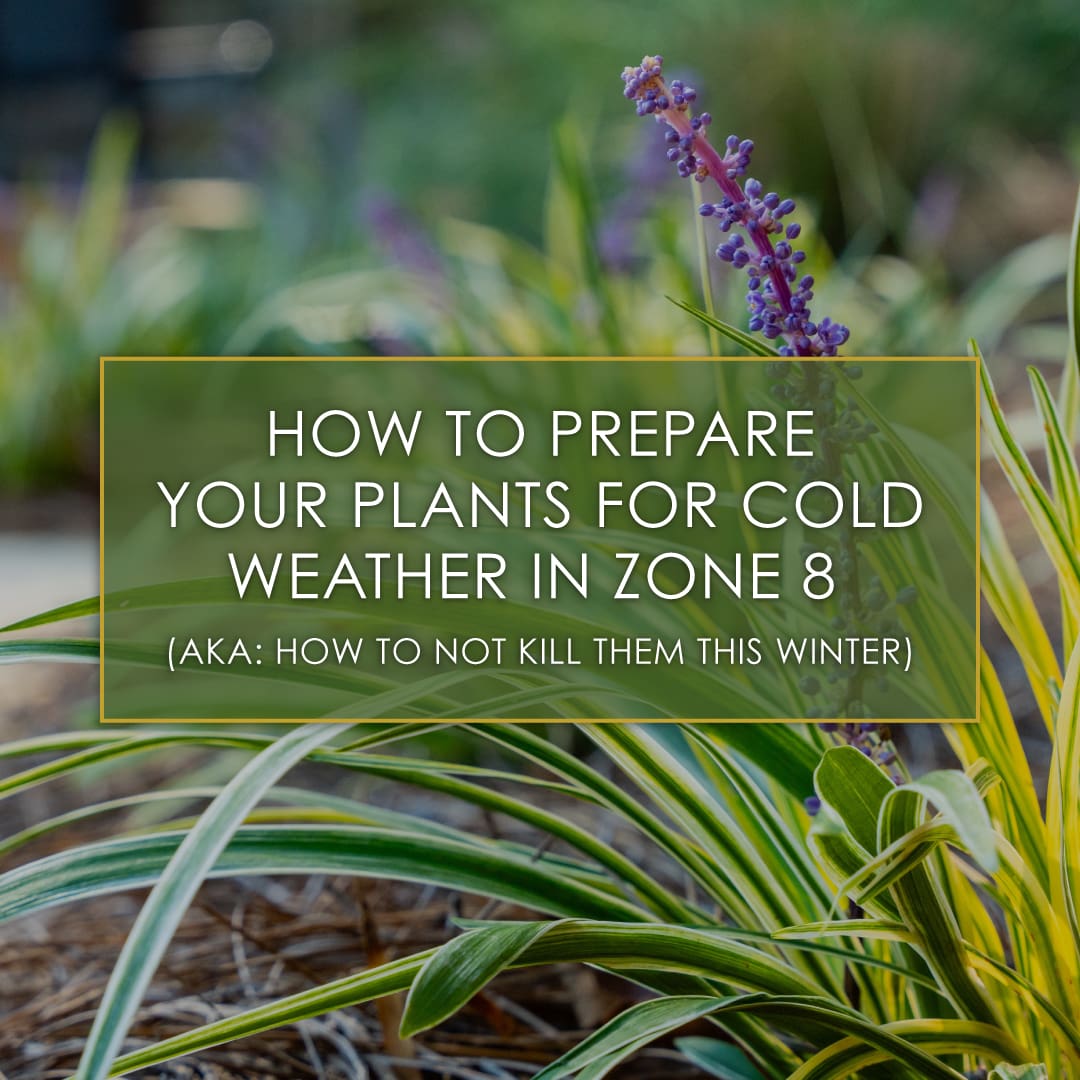 How to Prepare Your Plants for Cold Weather in Zone 8