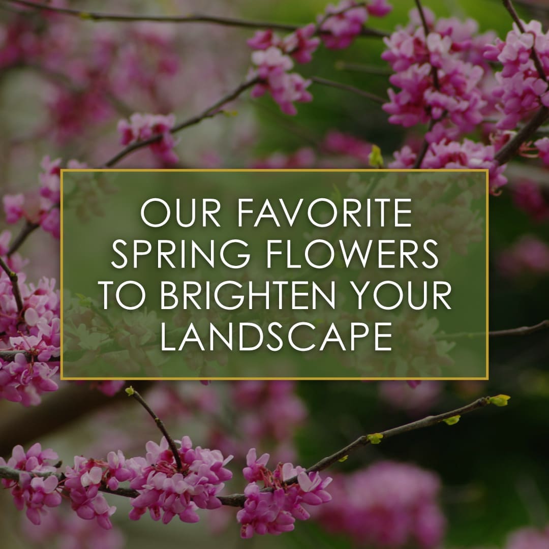 Our Favorite Spring Flowers to Brighten Your Landscape